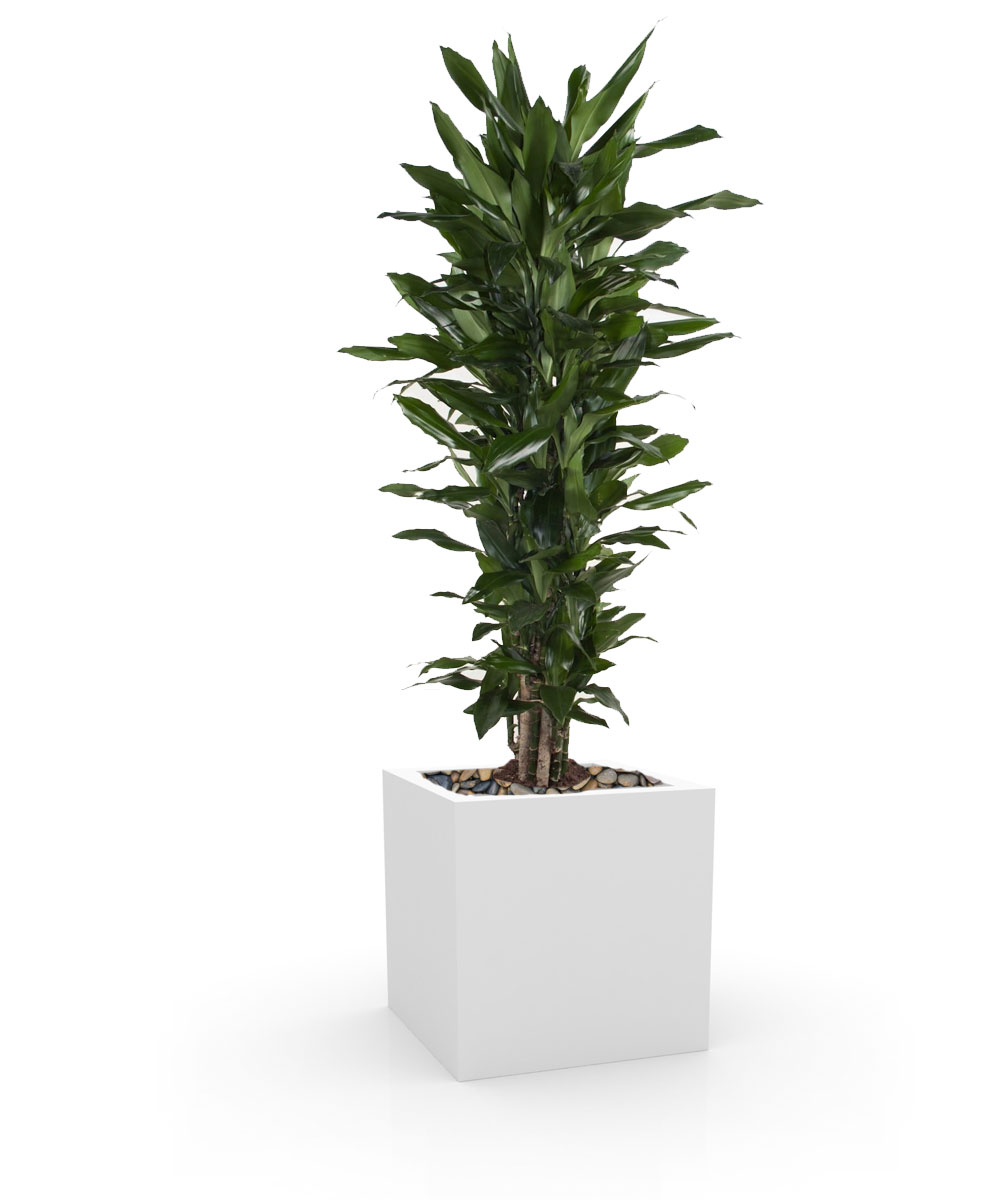 Die Draceana Janet Lind jetzt online bestellen | 2bloom