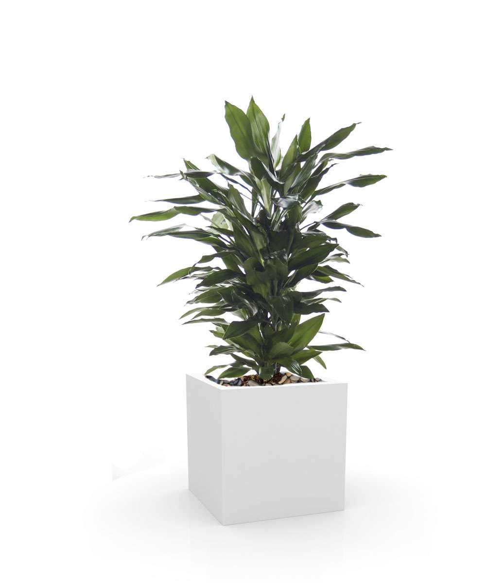 Die Draceana Janet Lind jetzt online bestellen | 2bloom